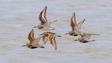 South Walney Nature Reserve, Barrow - INfurness