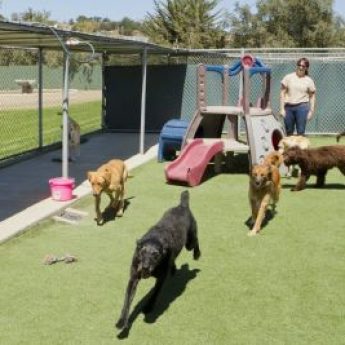Barrow Borough Dog Kennels - INfurness Local